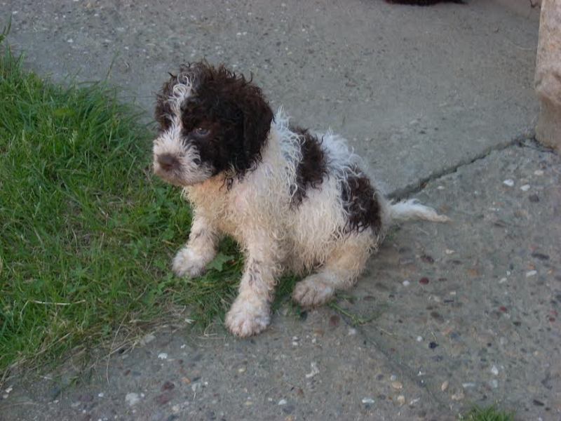 Lagotto Romagnolo, štenci