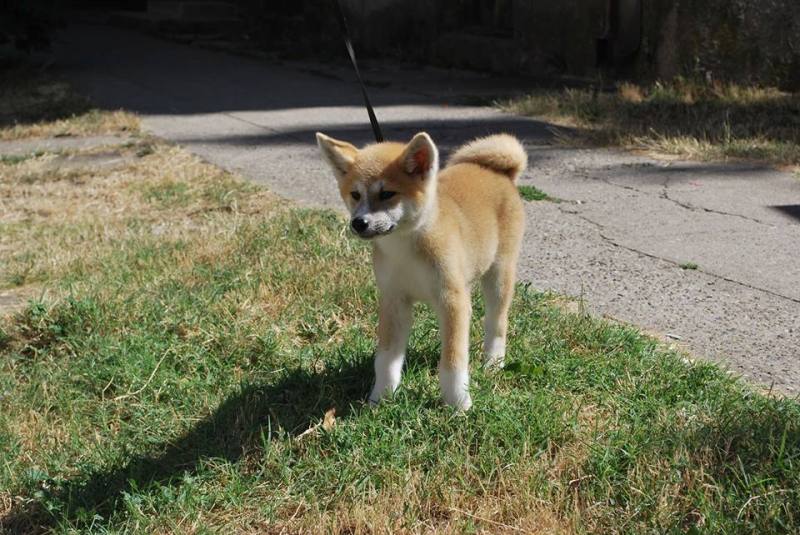 Akita Inu stenci, vrhunskog porekla