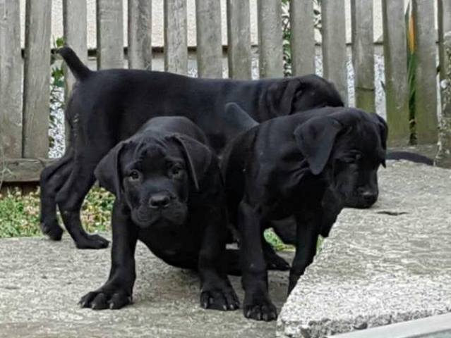 Cane Corso stenci