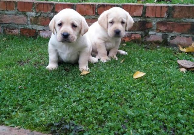 Labrador retriver, hit leglo