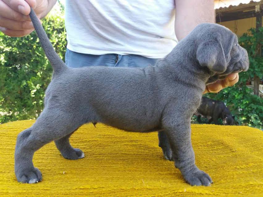 Cane Corso sivi i crni štenci odličnog potencijala