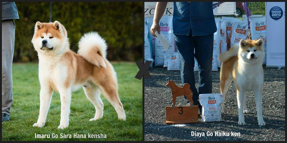 Akita Inu vrhunsko leglo