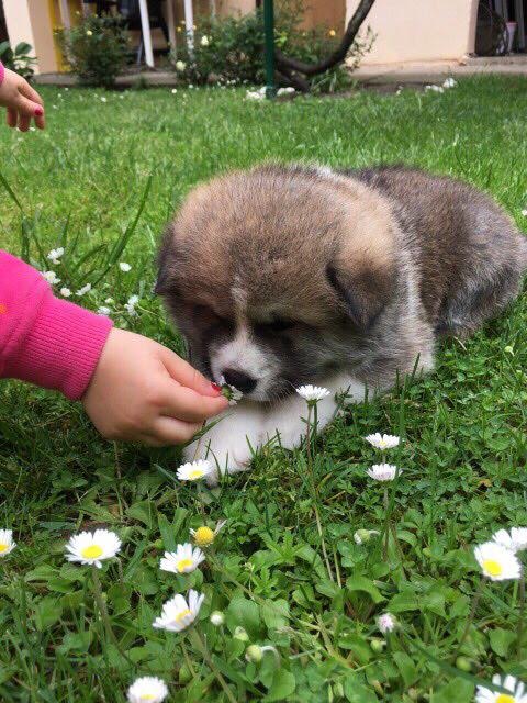 Akita Inu, stenci