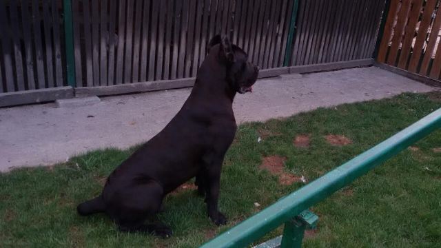 Cane Corso