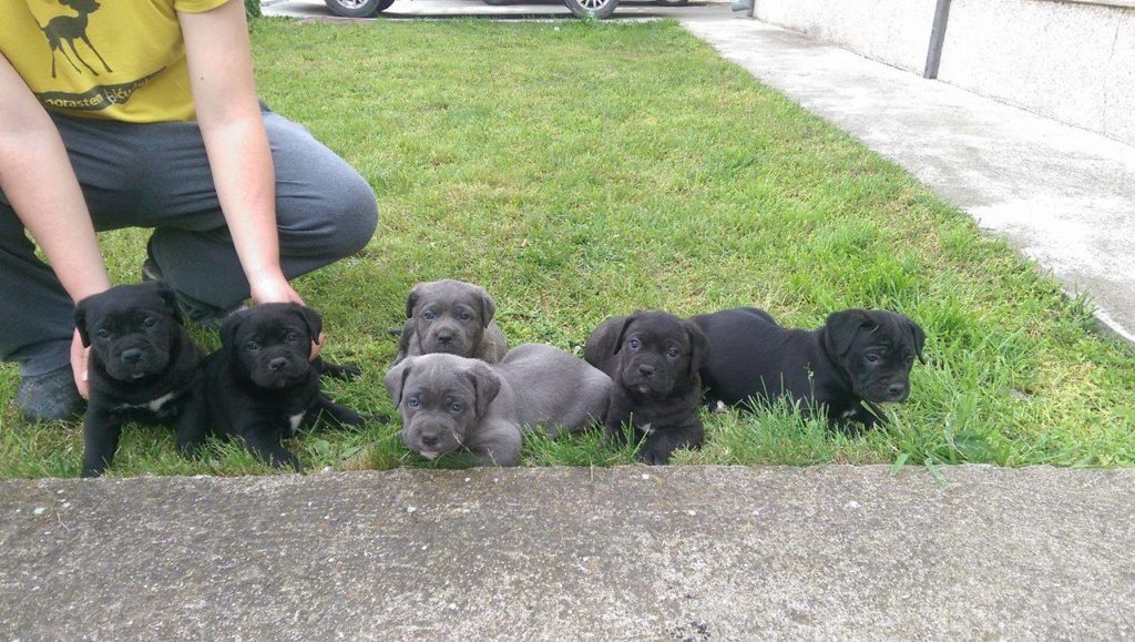 Stenci Cane Corso