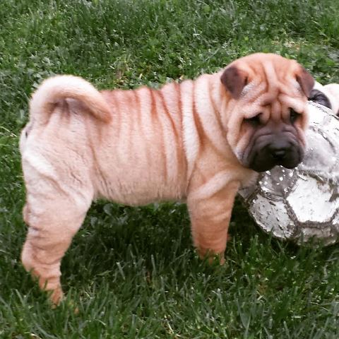 Shar Pei zenke