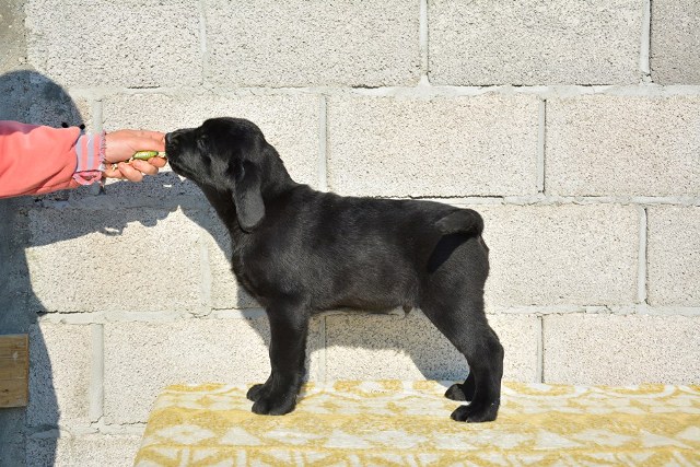 Labrador štenci šampionskih roditelja