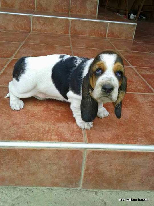 Basset Hound – baset