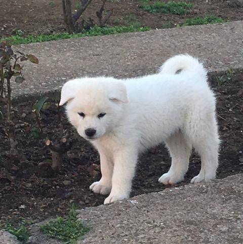 Akita inu stenci odlicnih roditelja