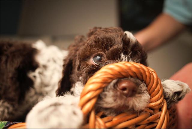 Lagotto Romagnolo