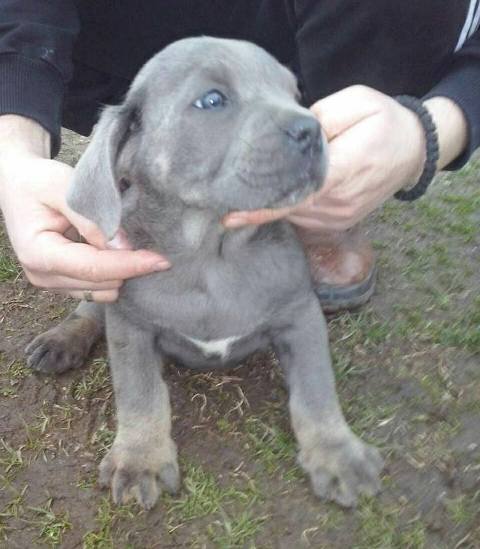 Cane Corso, stenci