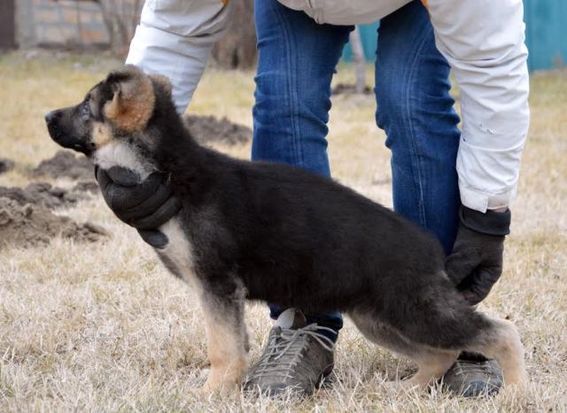 Nemački ovčari, 3 meseca