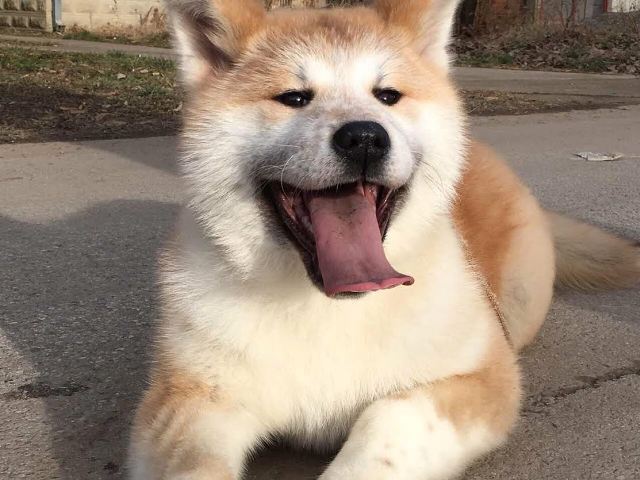 Akita Inu, zenski stenci