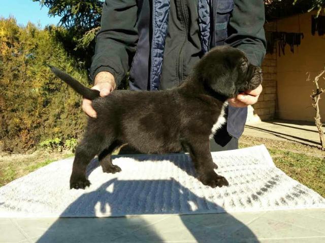 Sivi i Crni štenci Cane Corso, šampionskog porekla