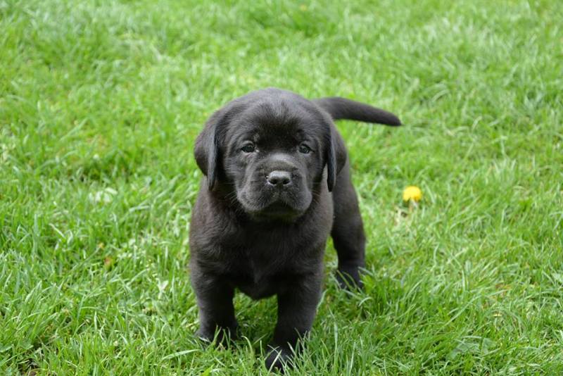 Labrador retriver sampionskog porekla