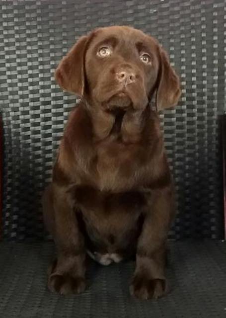 Labrador retriver, ženkice