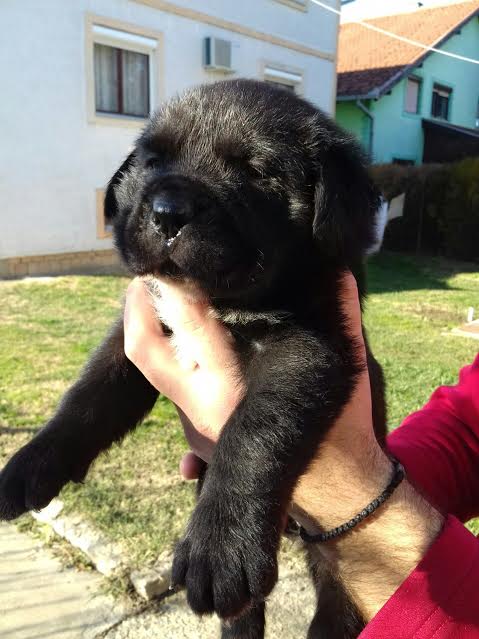 Cane Corso štenci !!