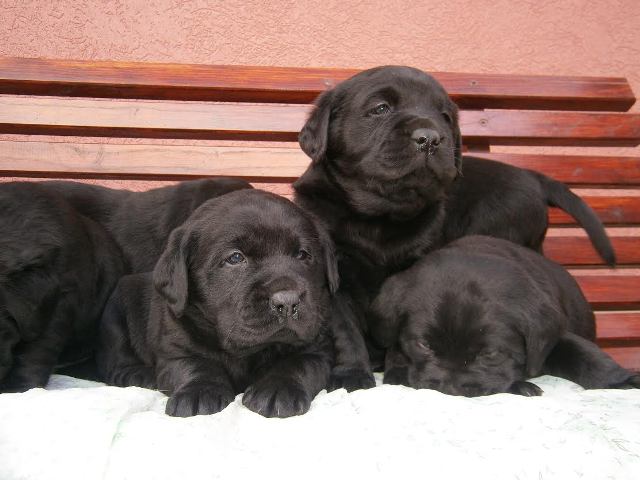 Labrador Retriver, crni stenci