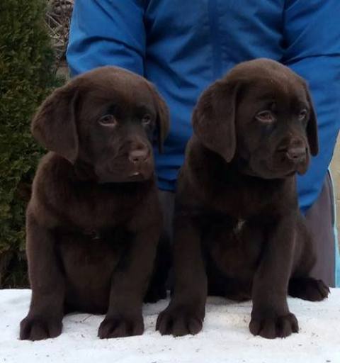 Labrador Retriver, čokoladni štenci