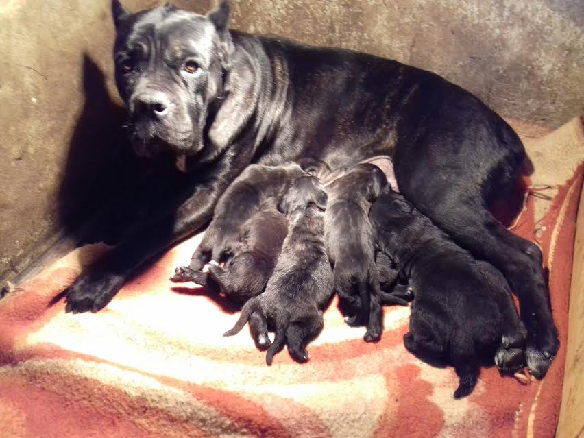 Cane Corso – vrhunski štenci