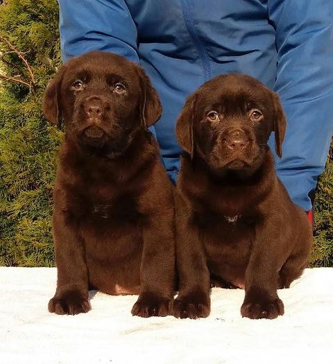 Labrador Retriver, štenci čokoladne boje