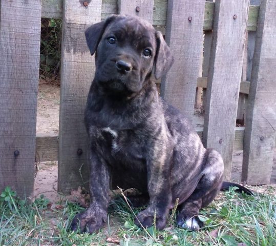 Cane corso štenci