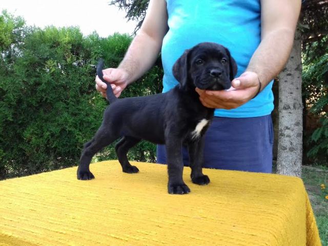 CANE CORSO