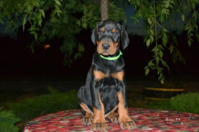 DOBERMAN štenad