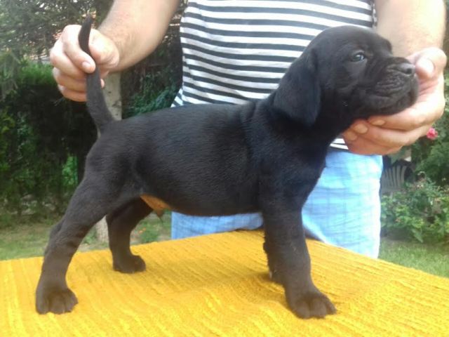 Cane Corso štenci, potomci svetskih šampiona