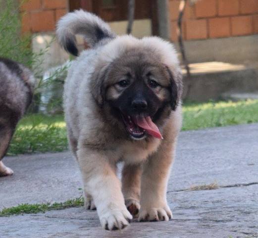 Kavkaski ovčar, ženski štenci