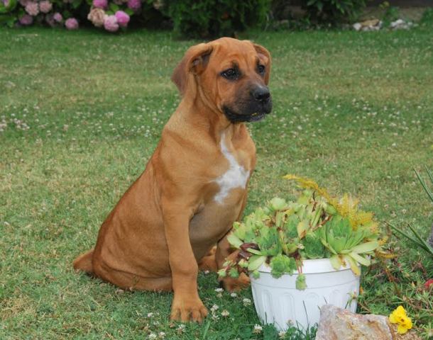 Cane Corso, ženkice