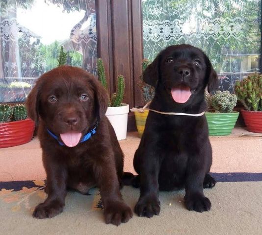 Labrador retriver, stenci