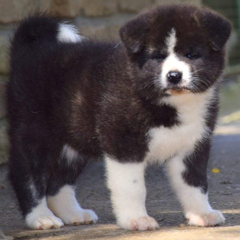 Akita Inu štenad