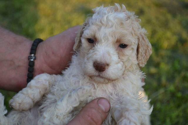 Na prodaju stenad Lagotto romangolo