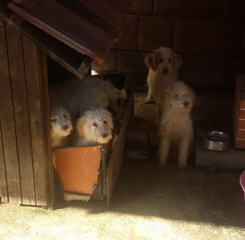 Stenci Lagotto Romagnolo stari 12 meseci