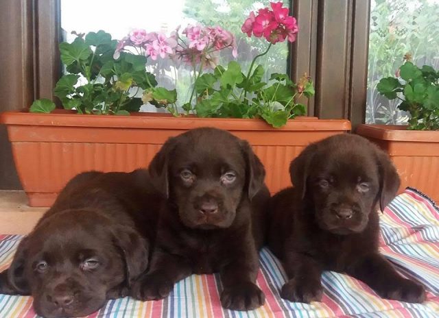 Labrador Retriver čokoladni štenci
