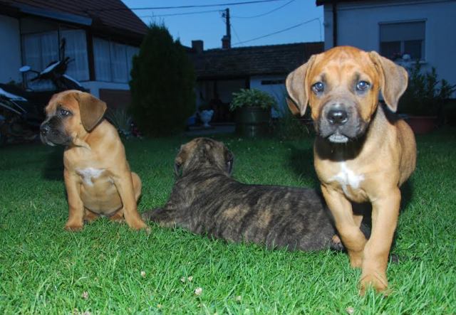 Cane Corso štenci