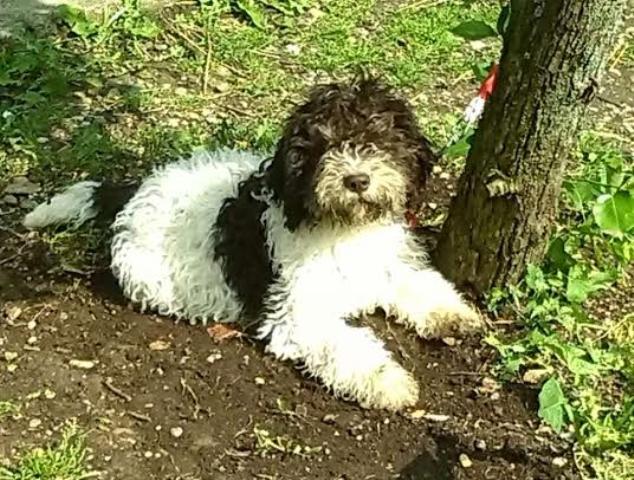 Lagotto Romagnolo, muški štenci