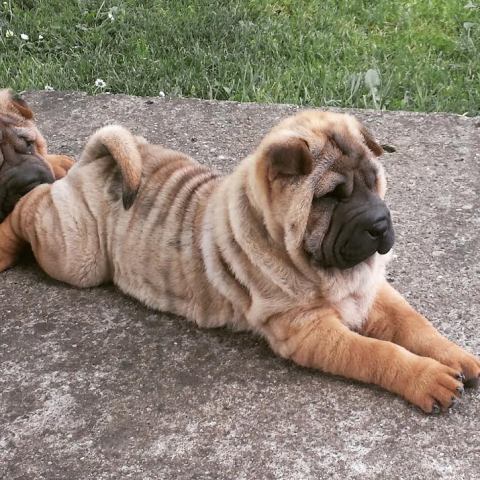 Shar Pei, ženska štenad