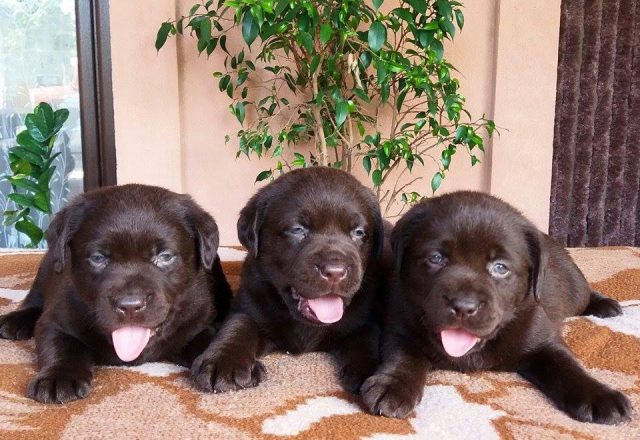 Labrador Retriver, čokoladni štenci