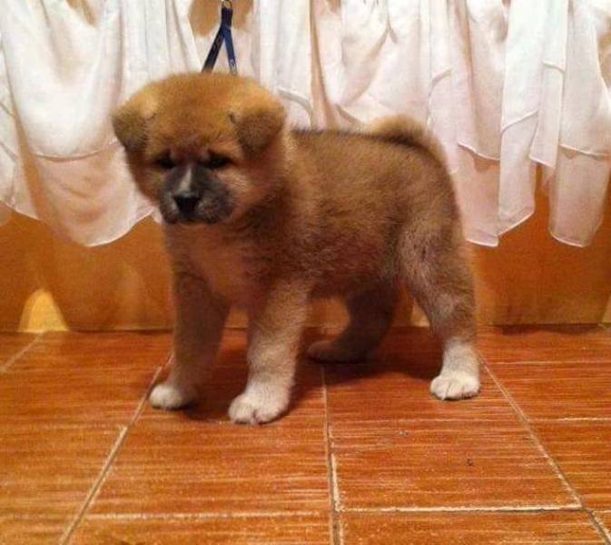 Akita Inu štenad