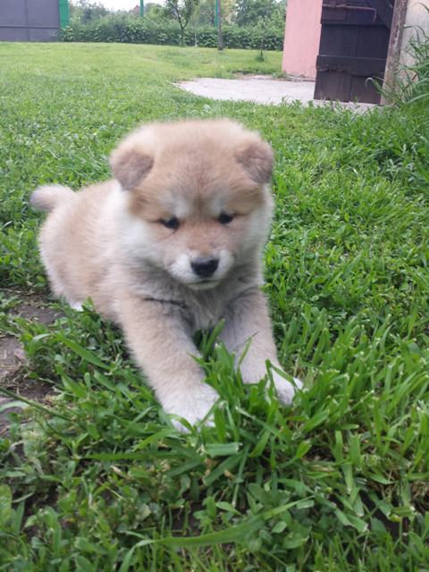 Japanska Akita Inu, zenkice