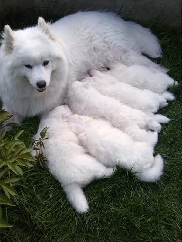 Sibirski Samojed