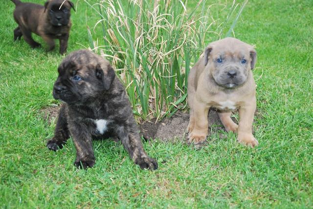 Cane Corso, stenci