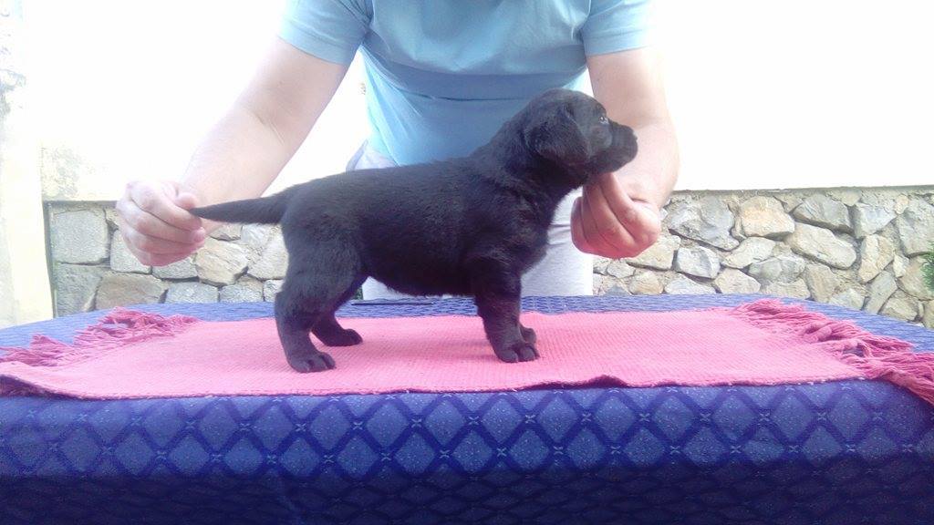 LABRADOR štenci izuzetnih krvnih linija