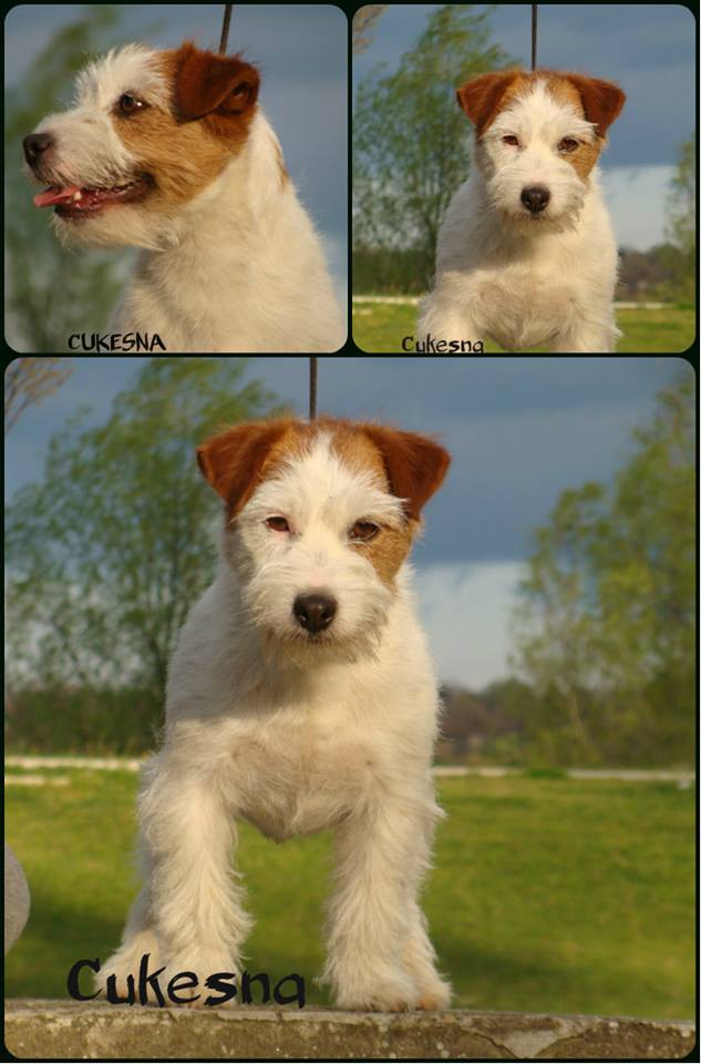 Jack russell terrier spreman za parenje