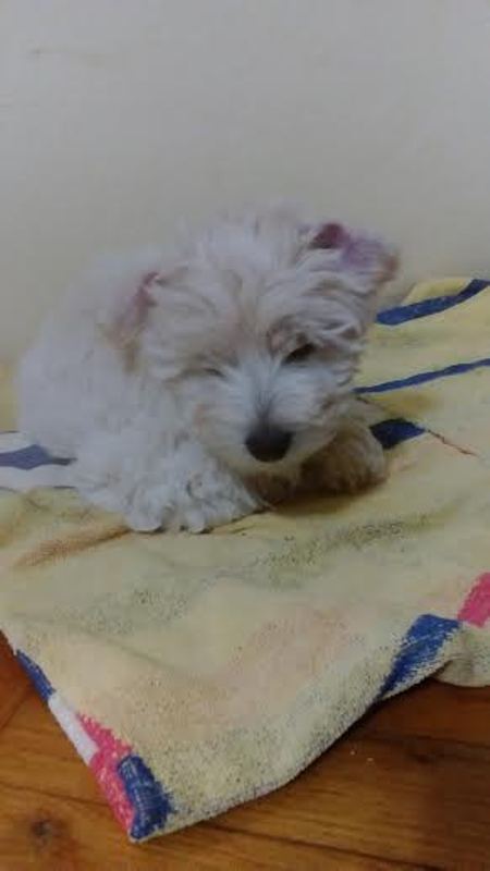 Coton de Tulear štenci