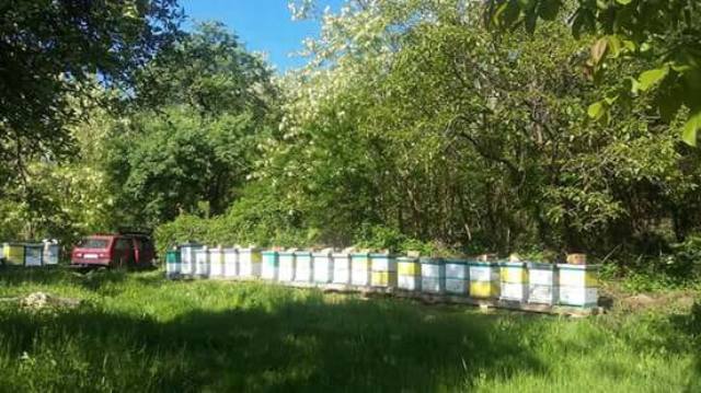 Prodaja pčelinjih društava i rojeva