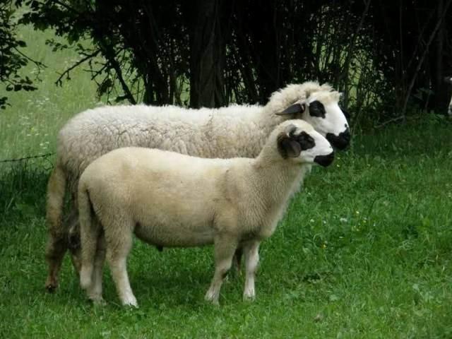 Sjeničke ovce i jagnjad