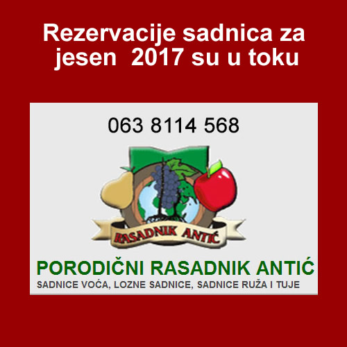 Voćne sadnice – Odlična predprodaja za 2017 -super cena